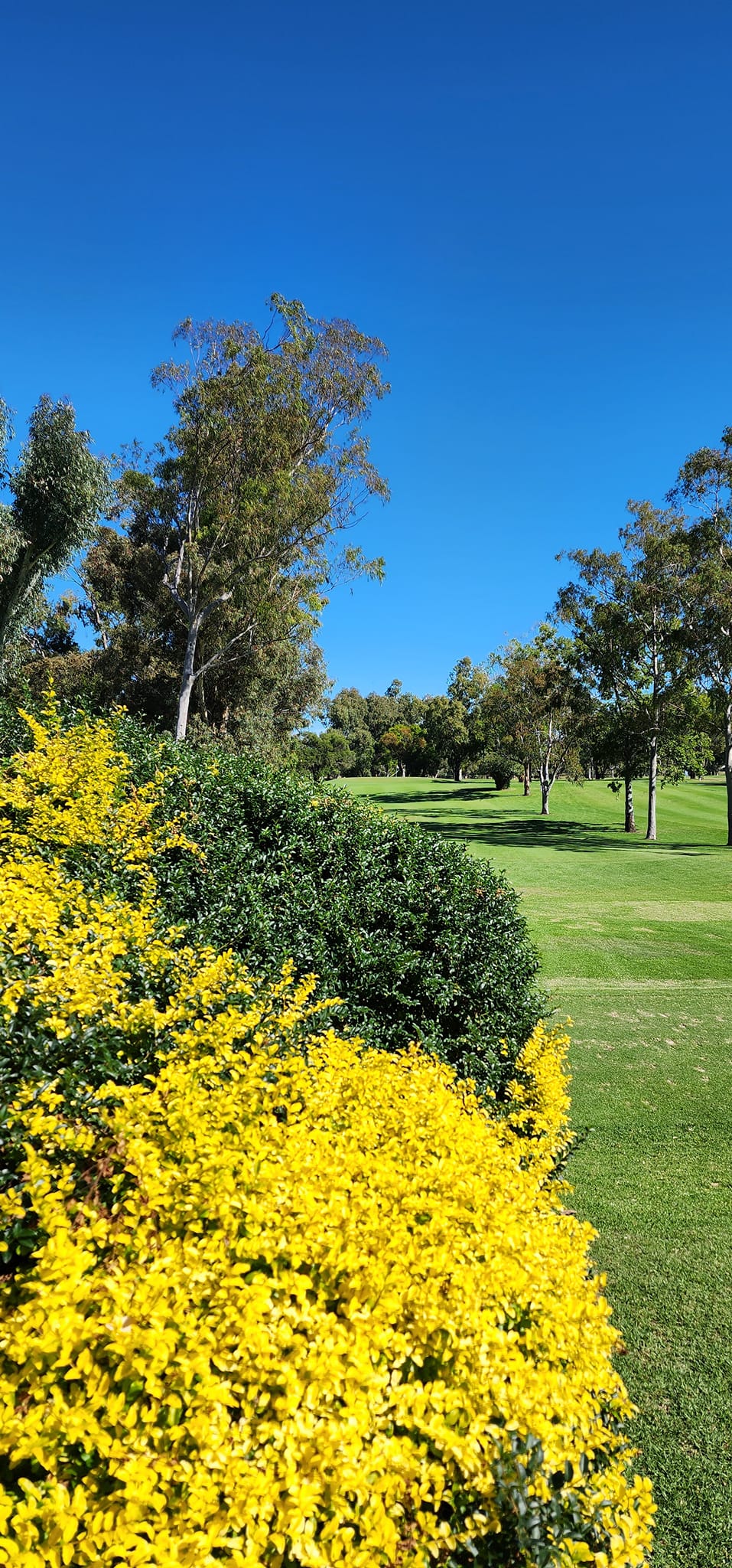 Moree 2024 Week of Golf - NSWVGA