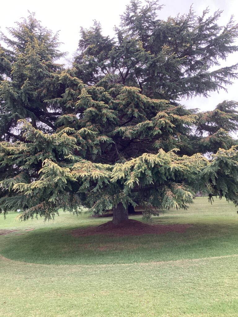 2025 NSWVGA SandGreen Championship at Walcha Golf Club - NSWVGA